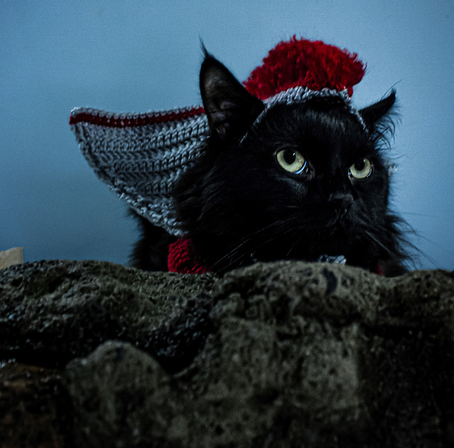 Ravelry: Centurion Cat Costume pattern by Maria Divina Santiago