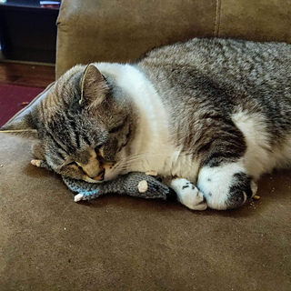 Ravelry: Mommabear7's Colleen's and Joleen's Flat Rats