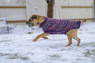 Ravelry: Beeda Dog Sweater pattern by Hanna-Mari Puuska