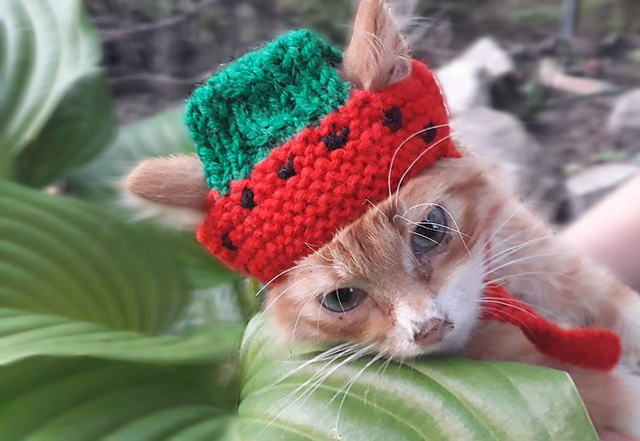 Ravelry: Watermelon Costume Pet Halloween Cat Hat pattern by Nastena Lar
