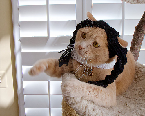 Ravelry: The Goth Daughter Cat Costume pattern by Bradley Jamison