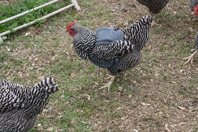 Ravelry: SPCA Blue Tick Hen Jumper pattern by Amy Symes