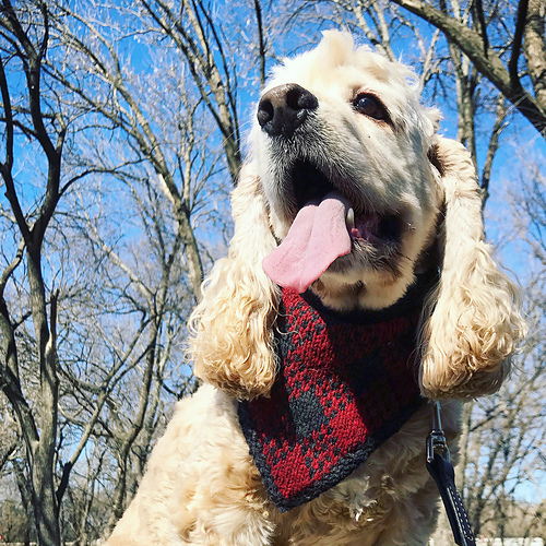 Ravelry: Woof! pattern by Alexandra Davidoff