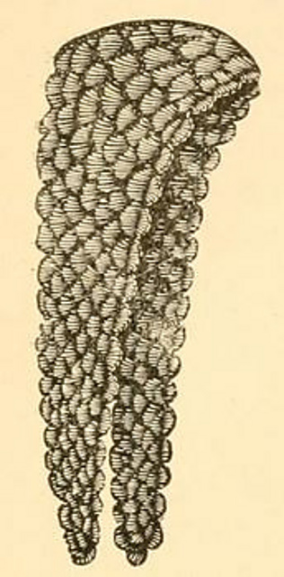 Ravelry: Shell Stitch Fascinator pattern by Livetta White