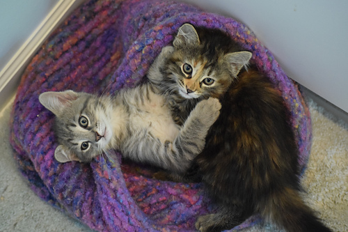 Ravelry: Cat Cuddler pattern by Juliane Anderson