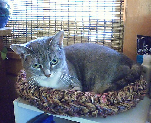 Ravelry: 2-Hour Kitty Cat Napper pattern by Christina Carr