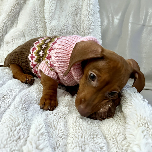 Ravelry: Dachsie Hug pattern by Faye Kennington
