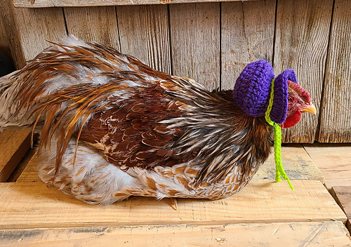 Ravelry: Bonnet for Chickens pattern by Uniquely More