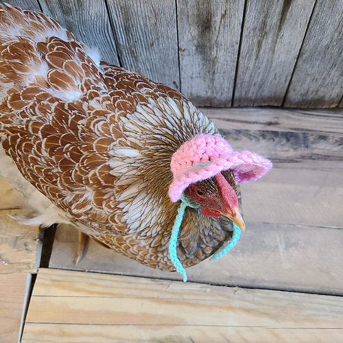 Ravelry: Sunday Bonnet for Chickens pattern by Uniquely More