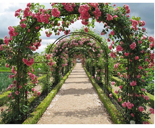 Ravelry: Rose Garden pattern by Wei Wilkins