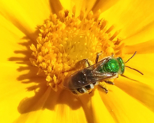 Ravelry: Toy Bugs: Caterpillar, Bee, Decipede pattern by Cheryl Andrews