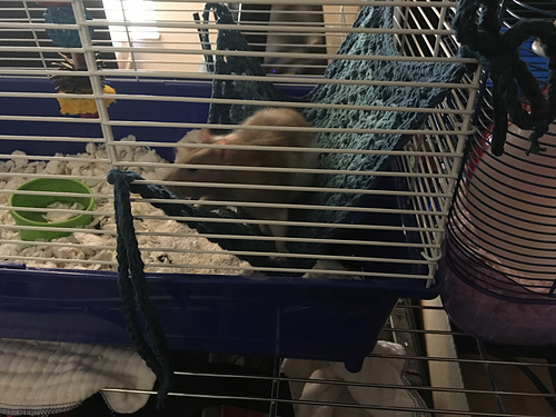 Ravelry: A Simple Rat Hammock pattern by Sandra Willoughby