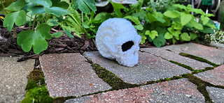 Ravelry: amiesan's Spiral Skull Snail Shells