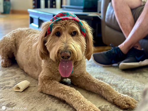 Ravelry: Dog Bucket Hat pattern by Ashlea Schumaker