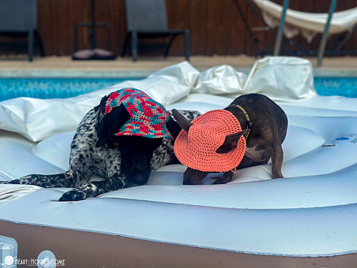 Ravelry: Dog Bucket Hat pattern by Ashlea Schumaker