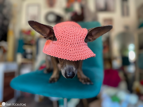 Ravelry: Dog Bucket Hat pattern by Ashlea Schumaker