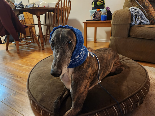 Ravelry: Ginnie’s Snood for Greyhounds pattern by Sandra Levey