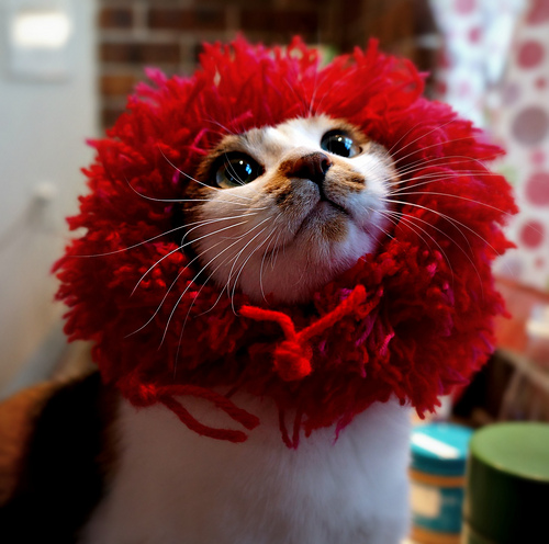 Ravelry: Cat's Mane pattern by Mer Almagro