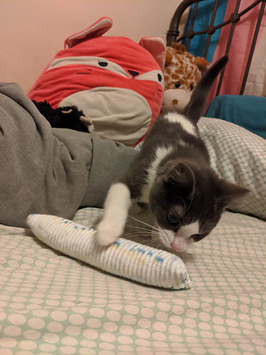 Ravelry: Kicker Cat Toy pattern by JWT