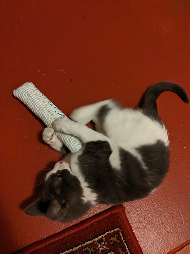 Ravelry: Kicker Cat Toy pattern by JWT