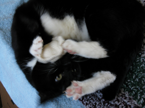 Ravelry: Jiaozi (dumplings) pattern by Dale Hwang