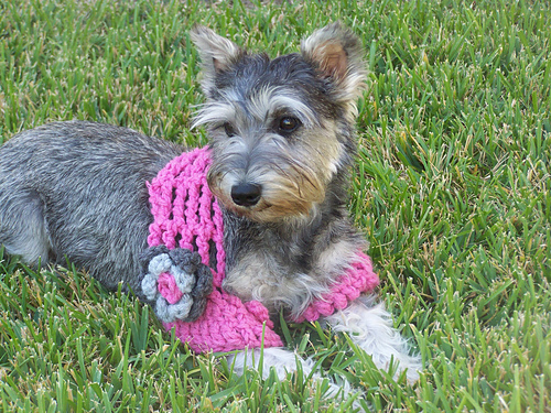 Ravelry: Doggie Shrug pattern by Molly Mahoney (Mollymade)