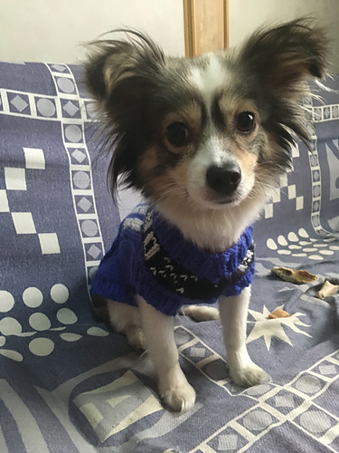 Ravelry: TARDIS Dog Costume pattern by Cináed Langley