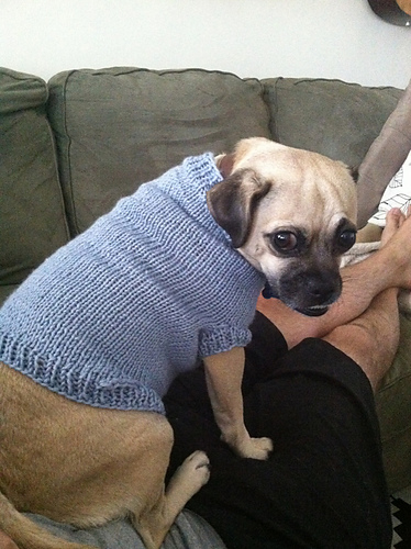 Ravelry: Pug Dog Sweater pattern by Angelcatkins (Elizabeth Scott) Designs