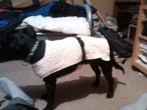 Ravelry: dog coat fits all sizes pattern by Poppy Lambert