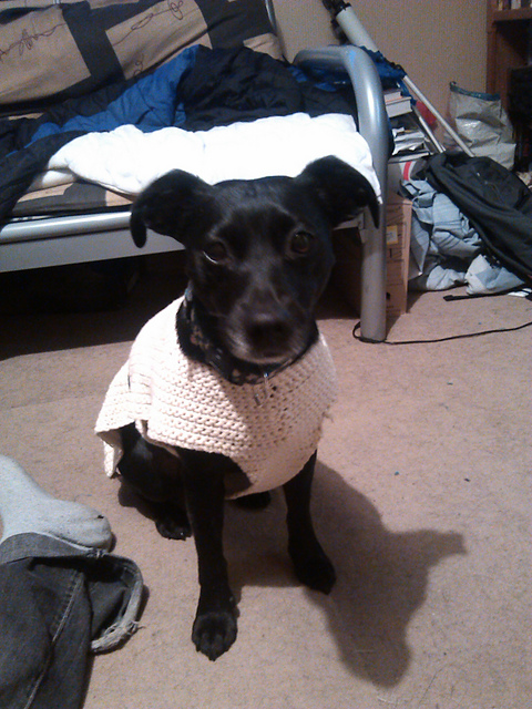 Ravelry: dog coat fits all sizes pattern by Poppy Lambert