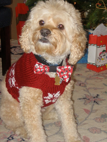 Ravelry: Snowflake Dog Sweater pattern by Erin McNellis