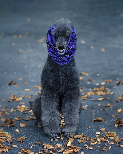 Ravelry: Haunted Mansion Dog Snood & Human Cowl pattern by Cassandra Jones