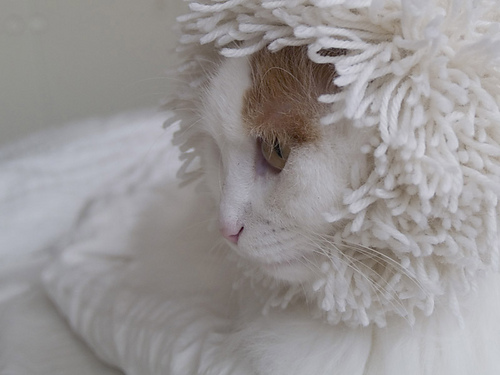 Ravelry: Cat's Mane pattern by Mer Almagro