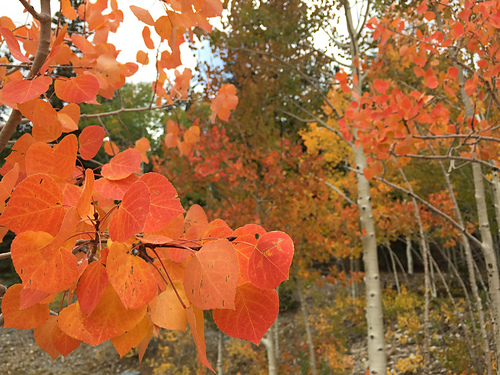 Ravelry: Aspen Leaf pattern by Virginia Catherall