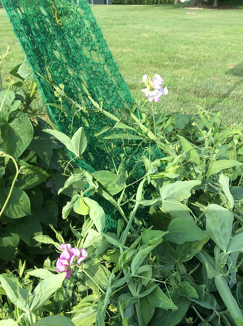 Ravelry: leenerknit's Sweet pea trellis