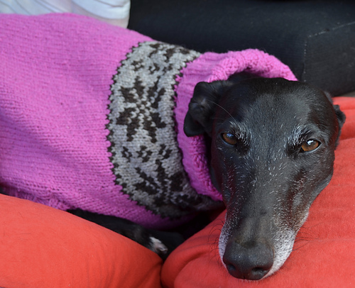 Ravelry: Stripey Greyhound Sweater pattern by Auntee Jen - Houndtees