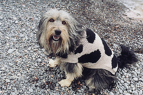 Ravelry: Cow Dog pattern by Mags Kandis