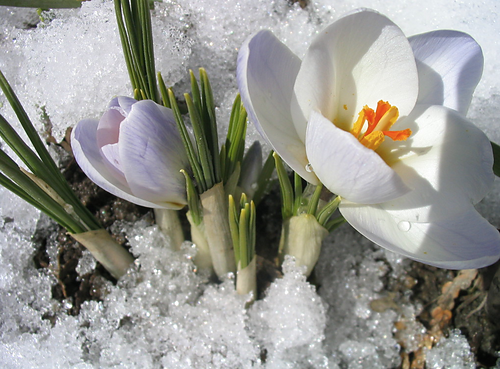 Ravelry: martine641's Vivement le Pintemps