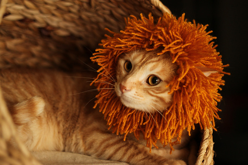 Ravelry: Cat's Mane pattern by Mer Almagro