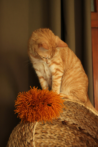 Ravelry: Cat's Mane pattern by Mer Almagro