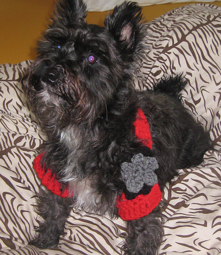 Ravelry: Doggie Shrug pattern by Molly Mahoney (Mollymade)