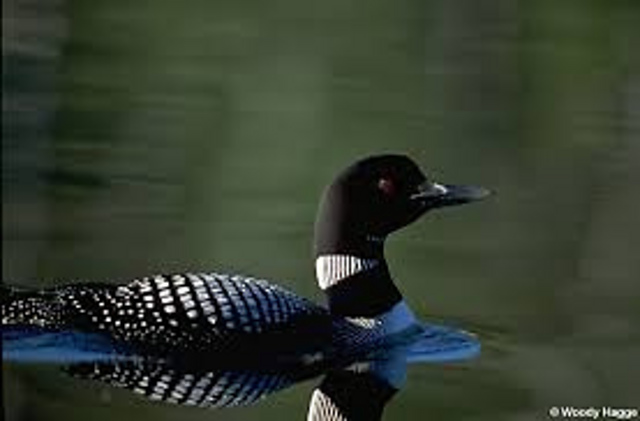 Ravelry: mrsskr's Loon hat