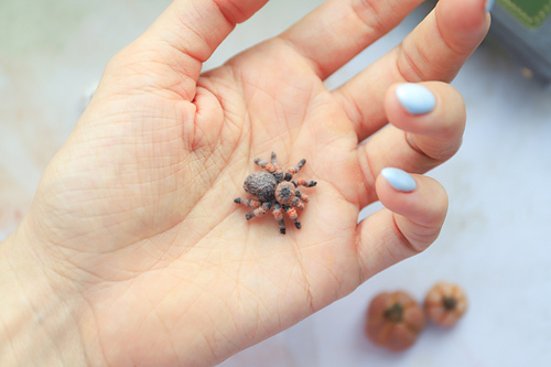 Ravelry: Miniature Tarantula pattern by Anastasia Sarkisian