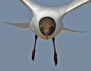 Ravelry: nikiboko's Bird Mittens