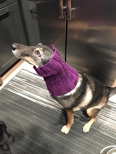 Ravelry: Dizzy Lily: A Snood For A Hound (Greyhound) pattern by Erssie