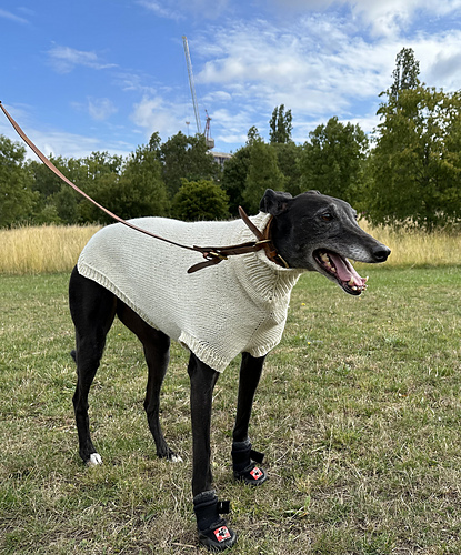 Ravelry: Greyhound sweater pattern by jessbijl