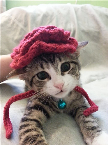 Ravelry: 7 Cat Hat Patterns pattern by Erica McBride