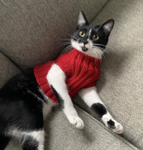 Ravelry: Bebe Kitty Sweater pattern by Michelle Awh