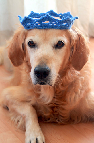 Ravelry: Pet Crown for Dogs and Cats pattern by Rebecca Davis