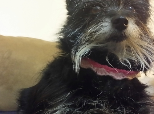 Ravelry: Ruffled Dog Collar pattern by Rebecca Mathes